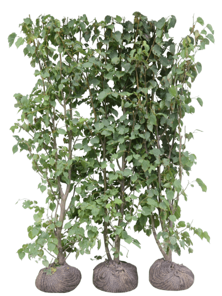 Lind - Kjøp fullvoksne hekkplanter online